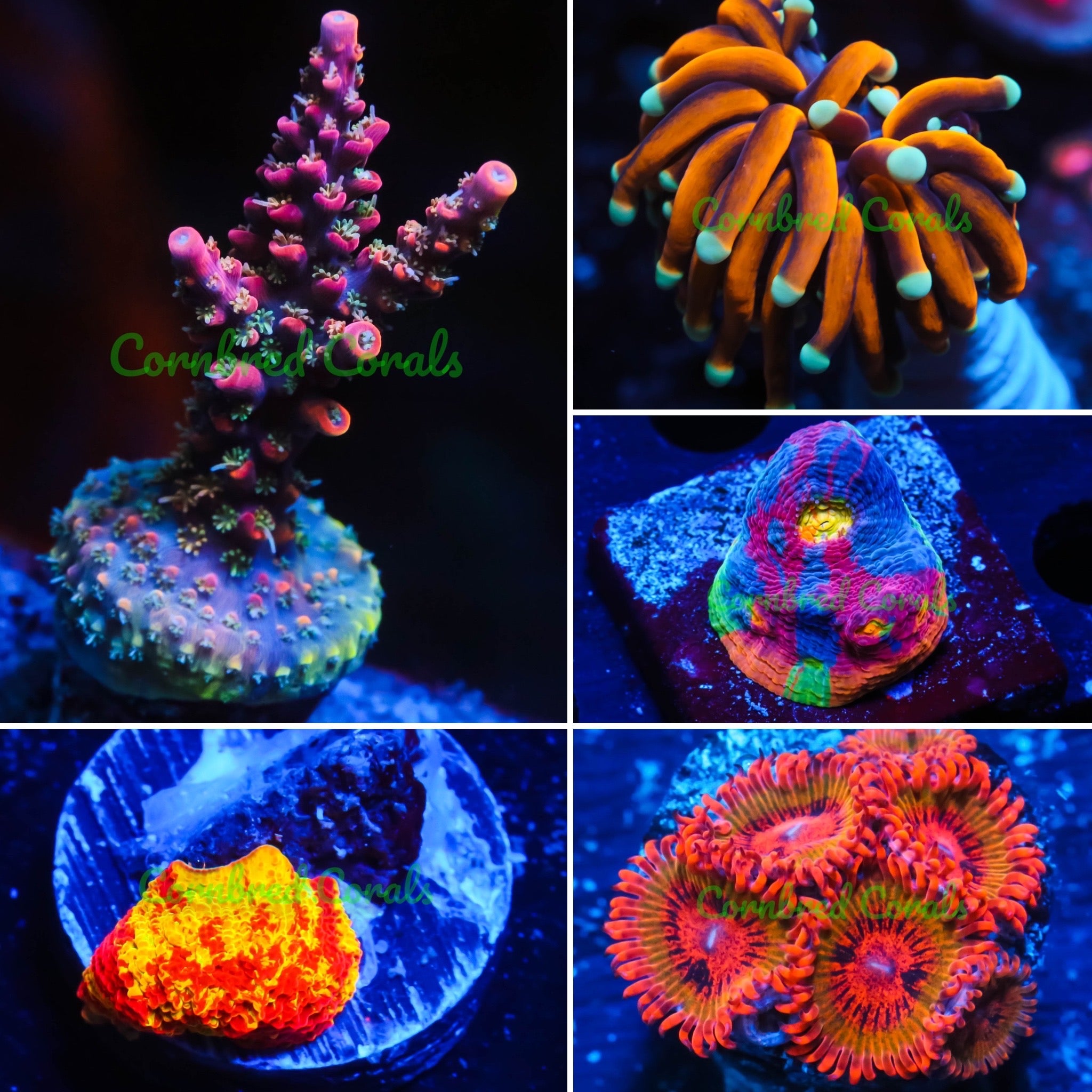 WYSIWYG - What you see is what you get live coral frags. – Cornbred Corals