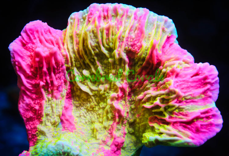 Collections – Cornbred Corals