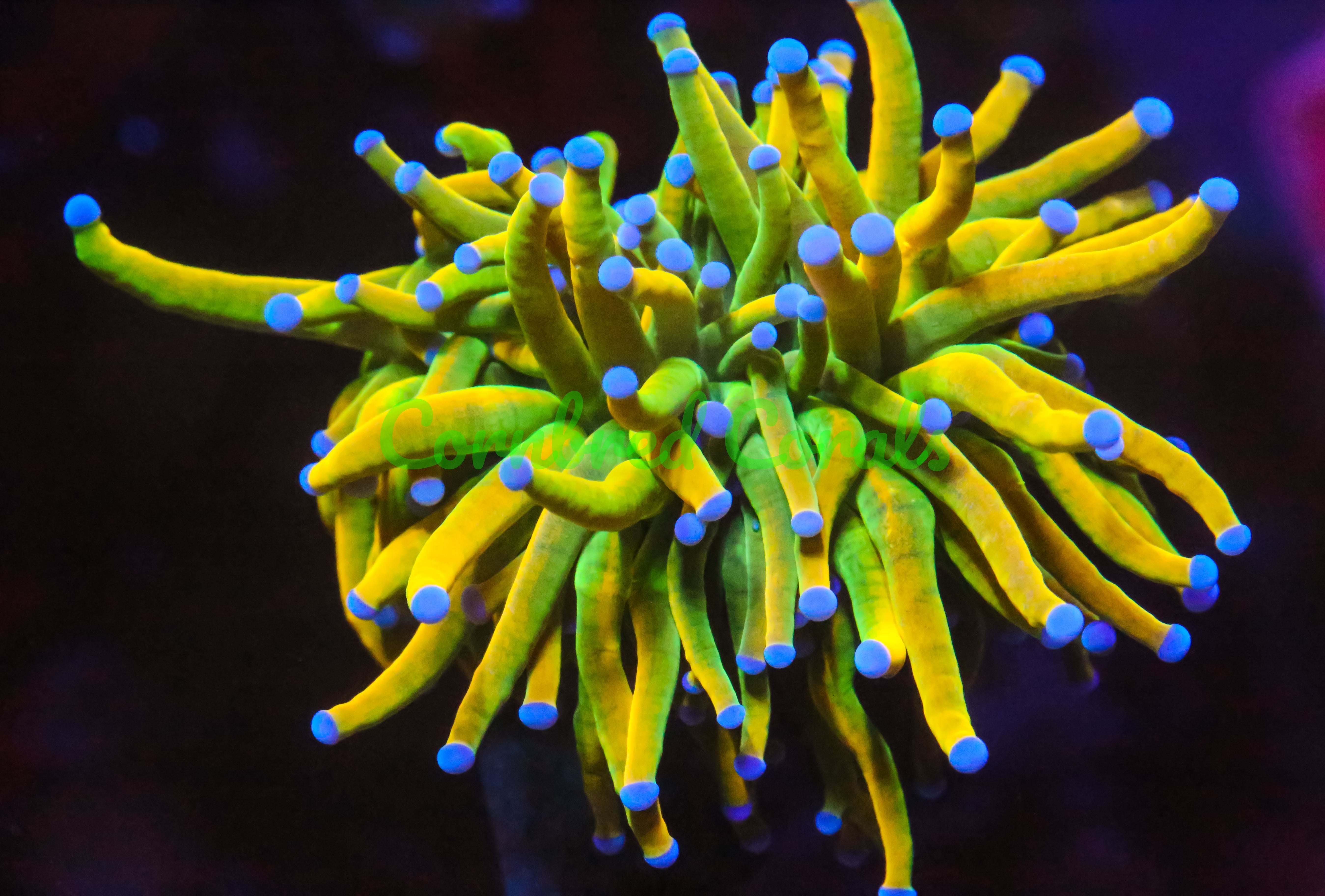 LPS – Page 8 – Cornbred Corals