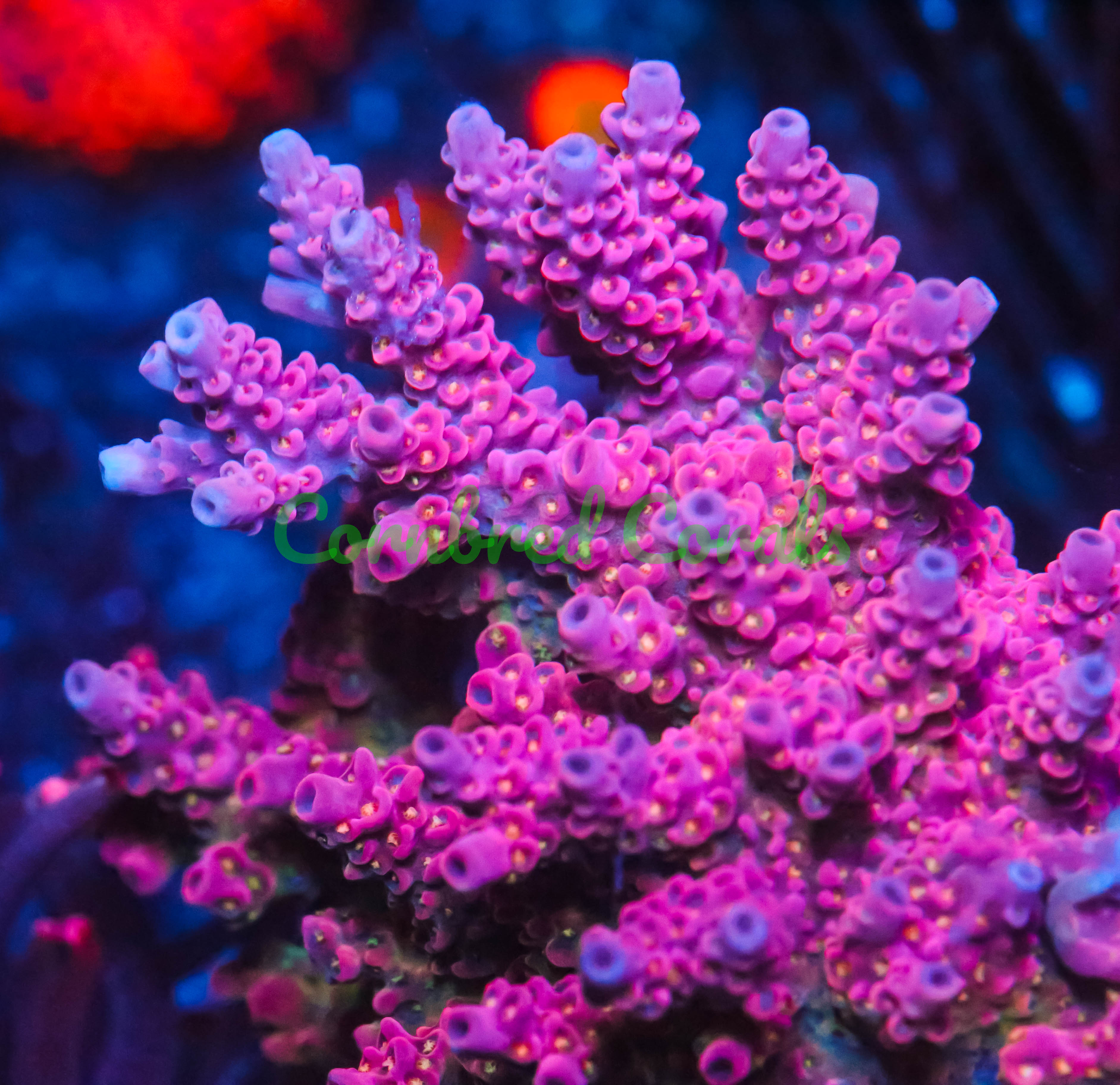 Acros & Millis – Cornbred Corals