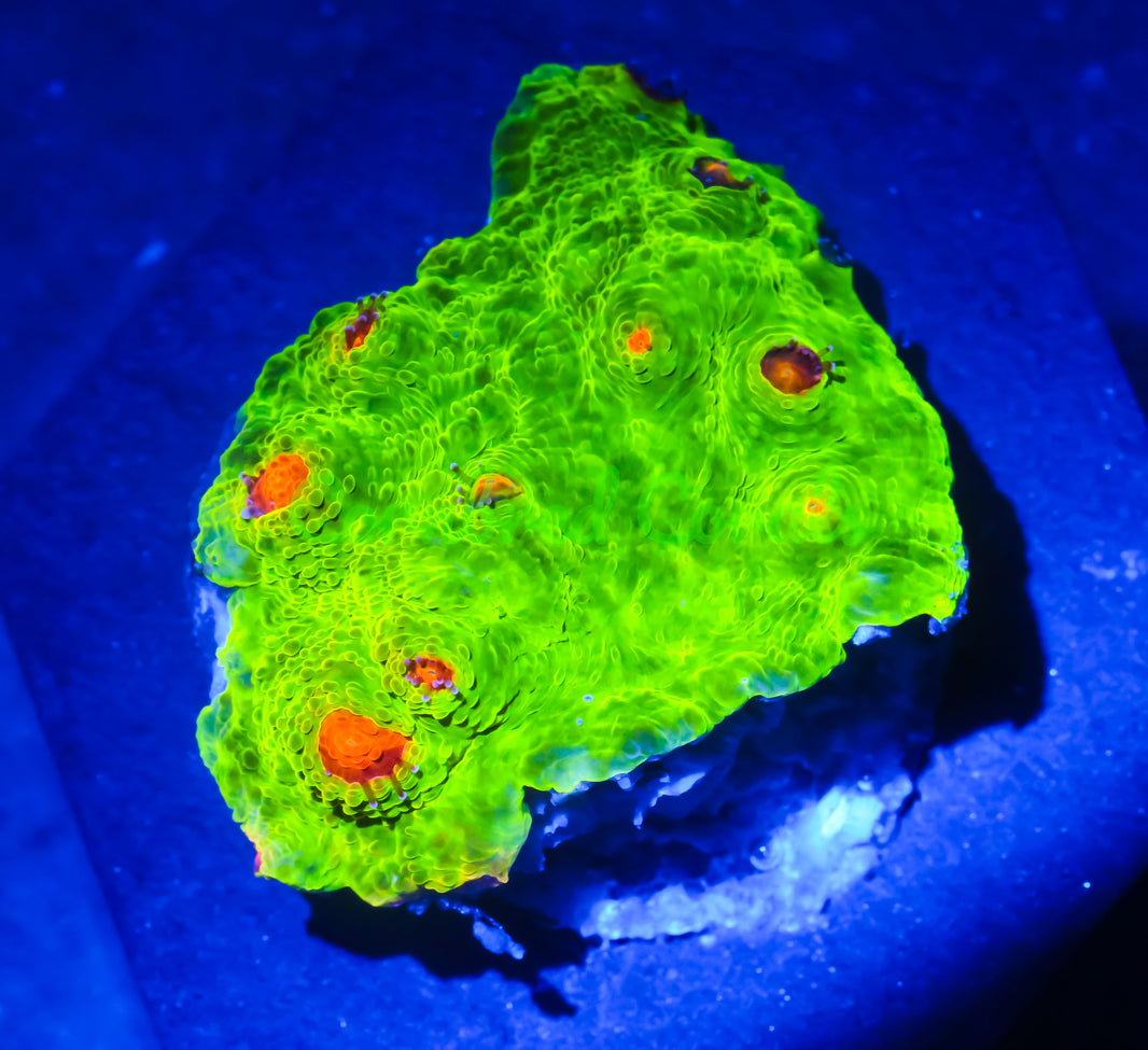 Chalices – Cornbred Corals