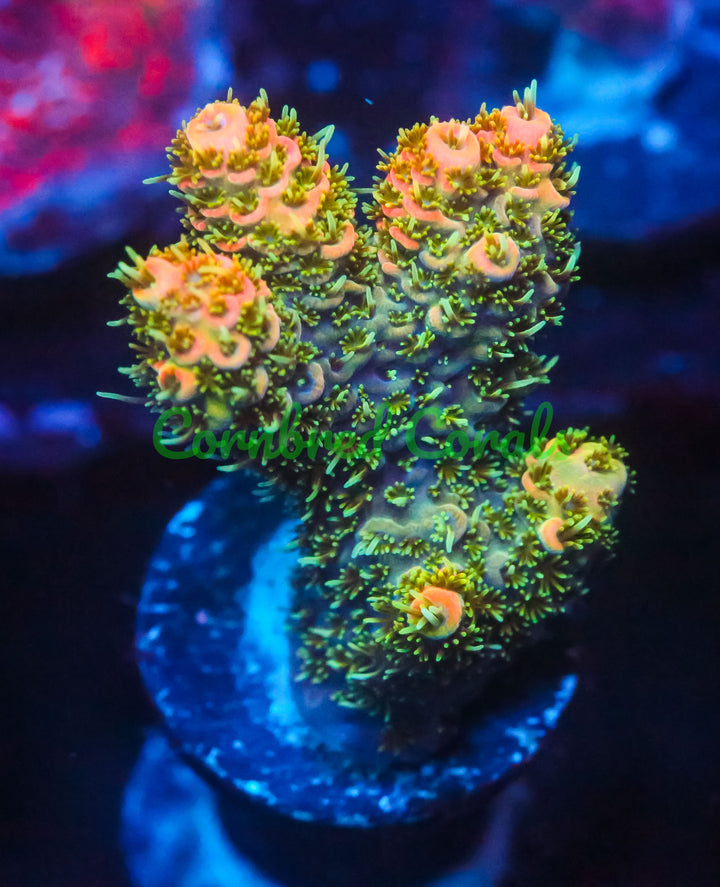 WYSIWYG - What you see is what you get live coral frags. – Cornbred Corals