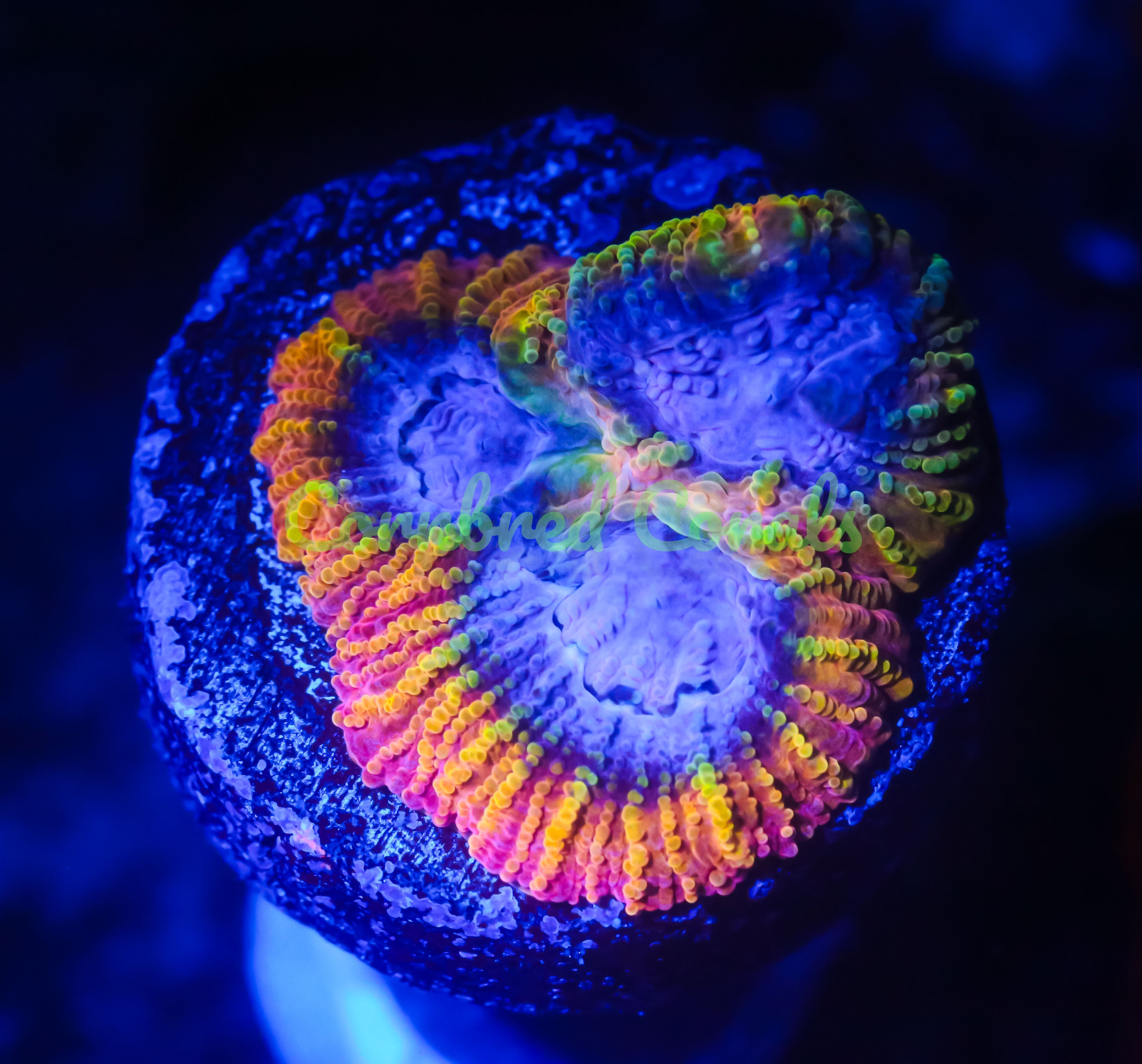 Rare and unique corals for collectors and reef hobbyists – Cornbred Corals