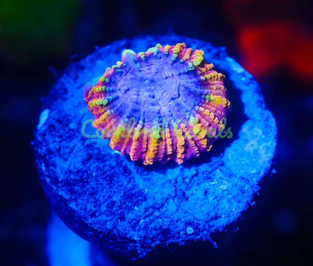 Rare and unique corals for collectors and reef hobbyists – Cornbred Corals