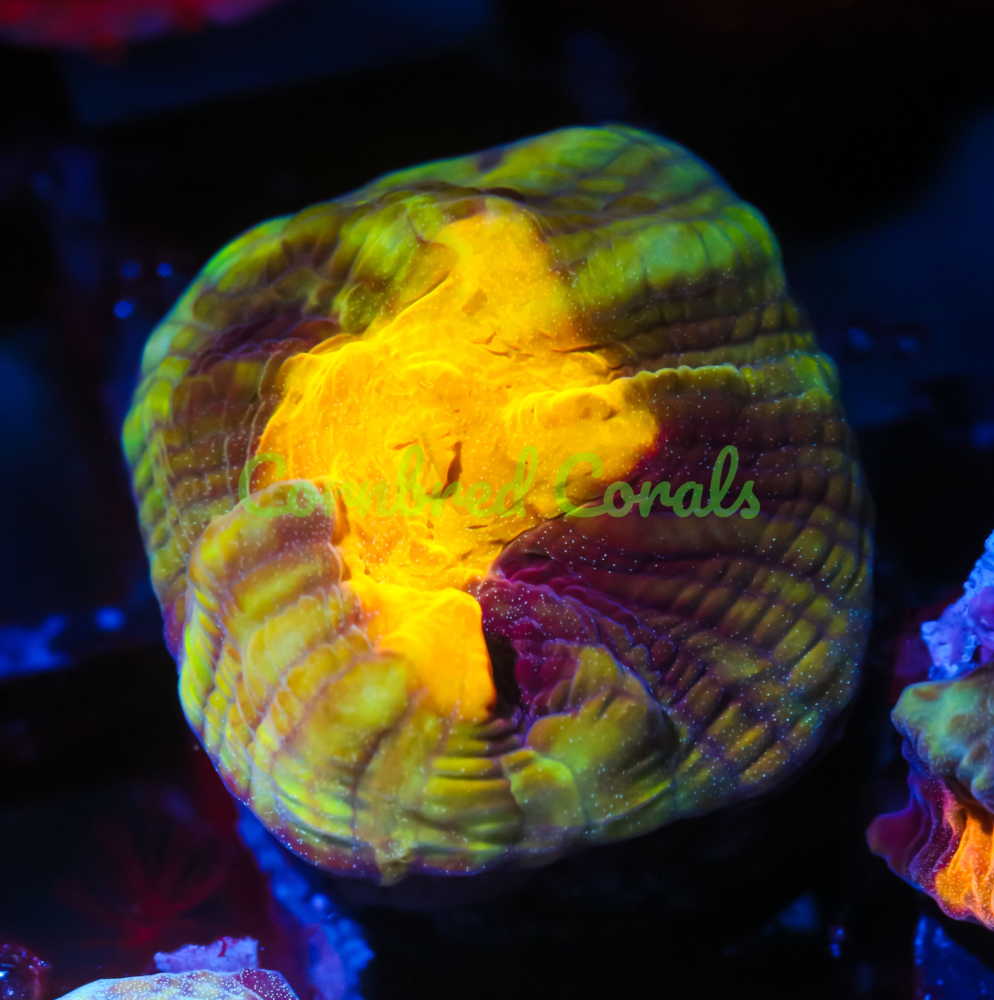 Chalices – Cornbred Corals
