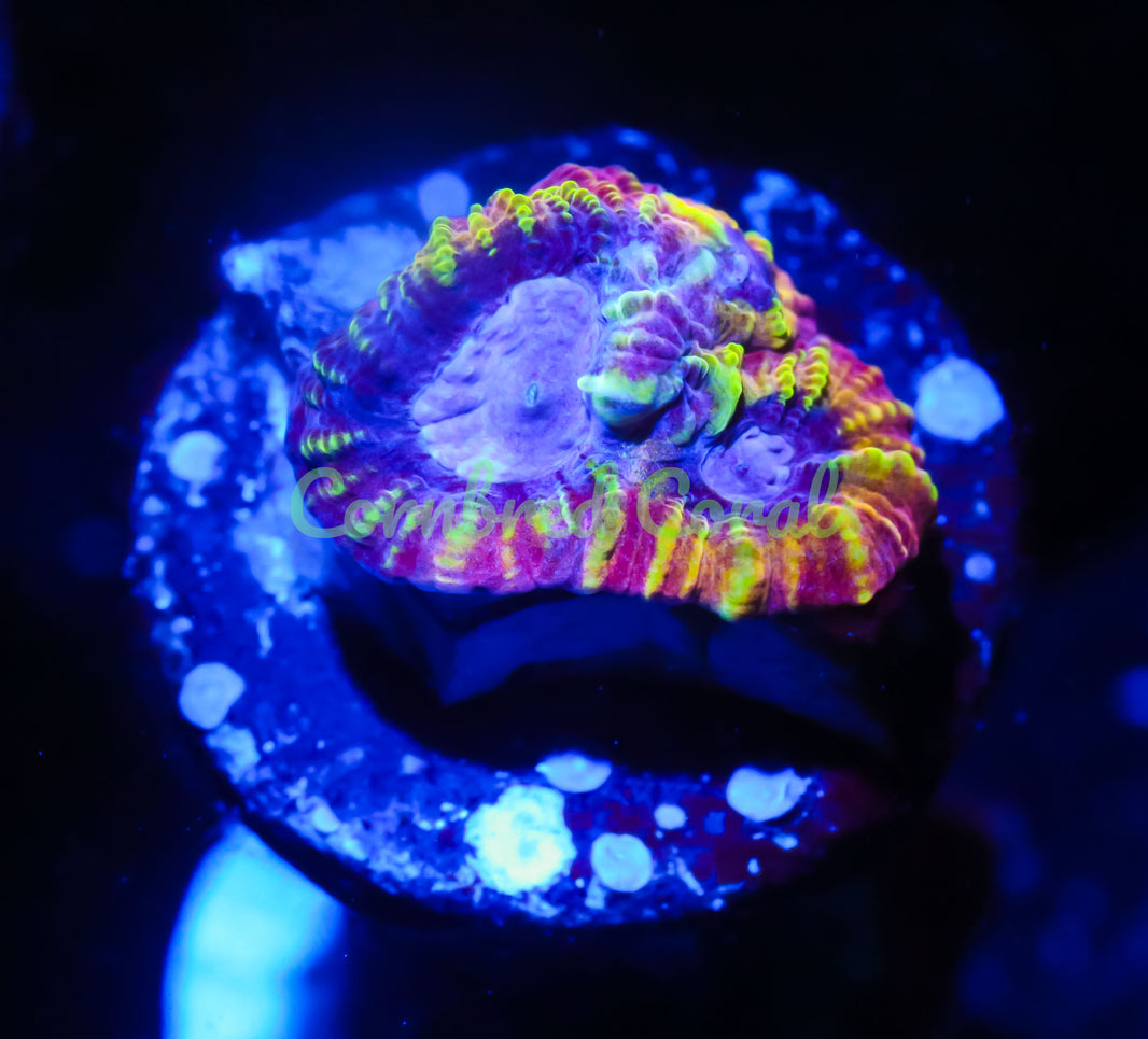 Rare and unique corals for collectors and reef hobbyists – Cornbred Corals
