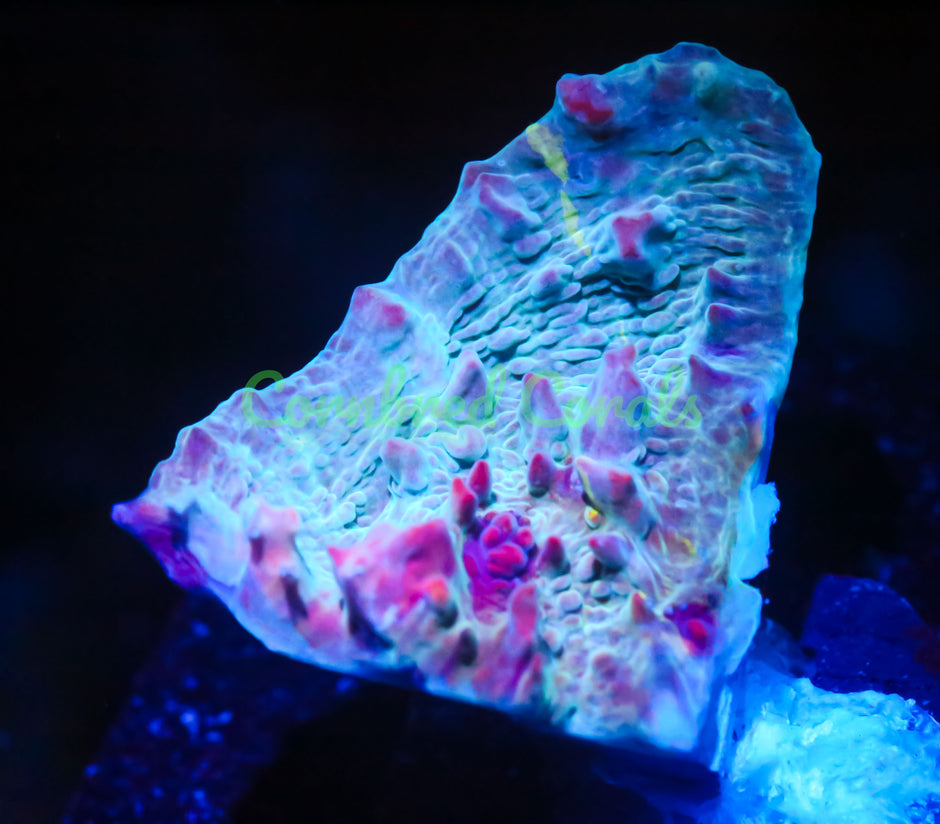 Chalices – Cornbred Corals