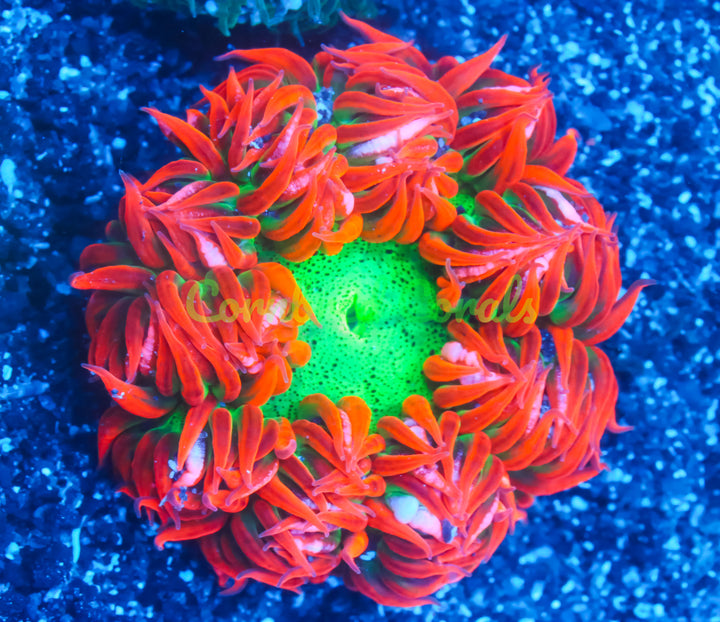 Rare and unique corals for collectors and reef hobbyists – Cornbred Corals