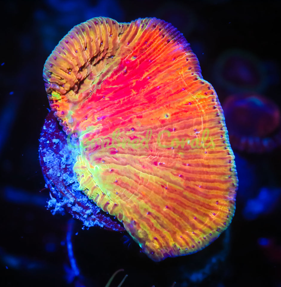 Rare and unique corals for collectors and reef hobbyists – Cornbred Corals