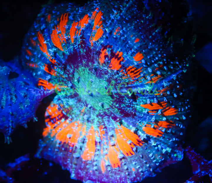 Rare and unique corals for collectors and reef hobbyists – Cornbred Corals