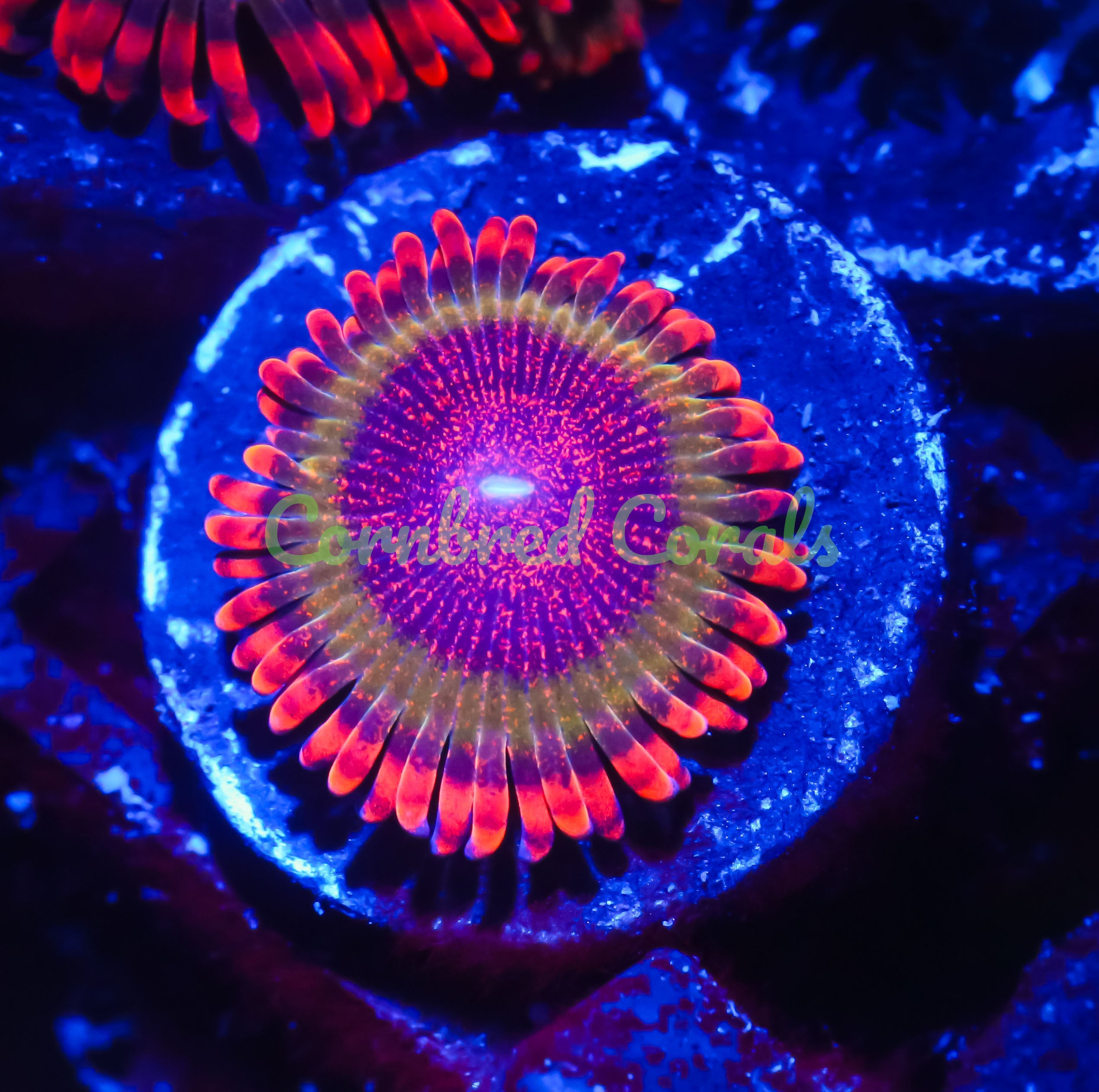 Rare and unique corals for collectors and reef hobbyists – Cornbred Corals