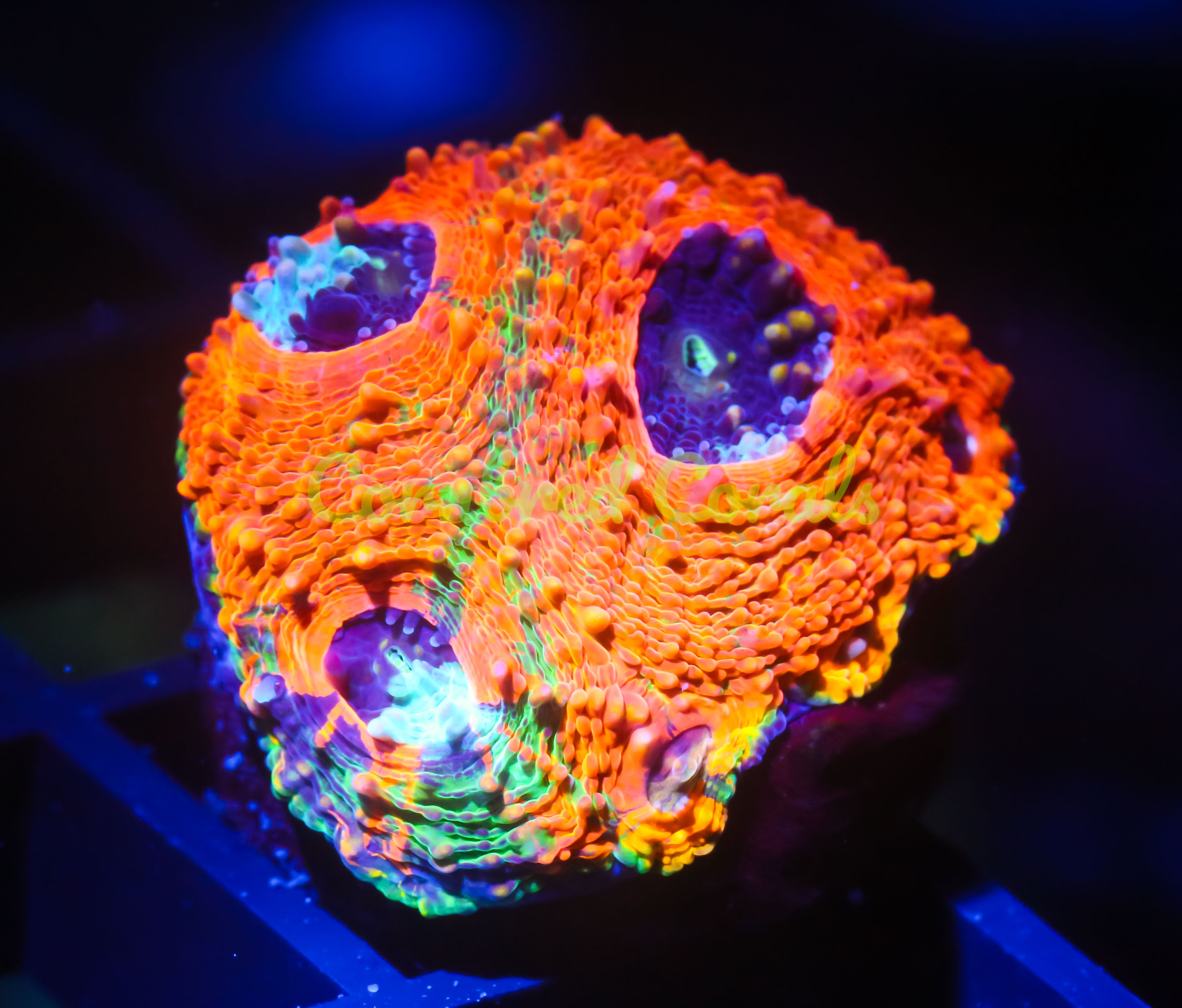 Rare and unique corals for collectors and reef hobbyists – Cornbred Corals