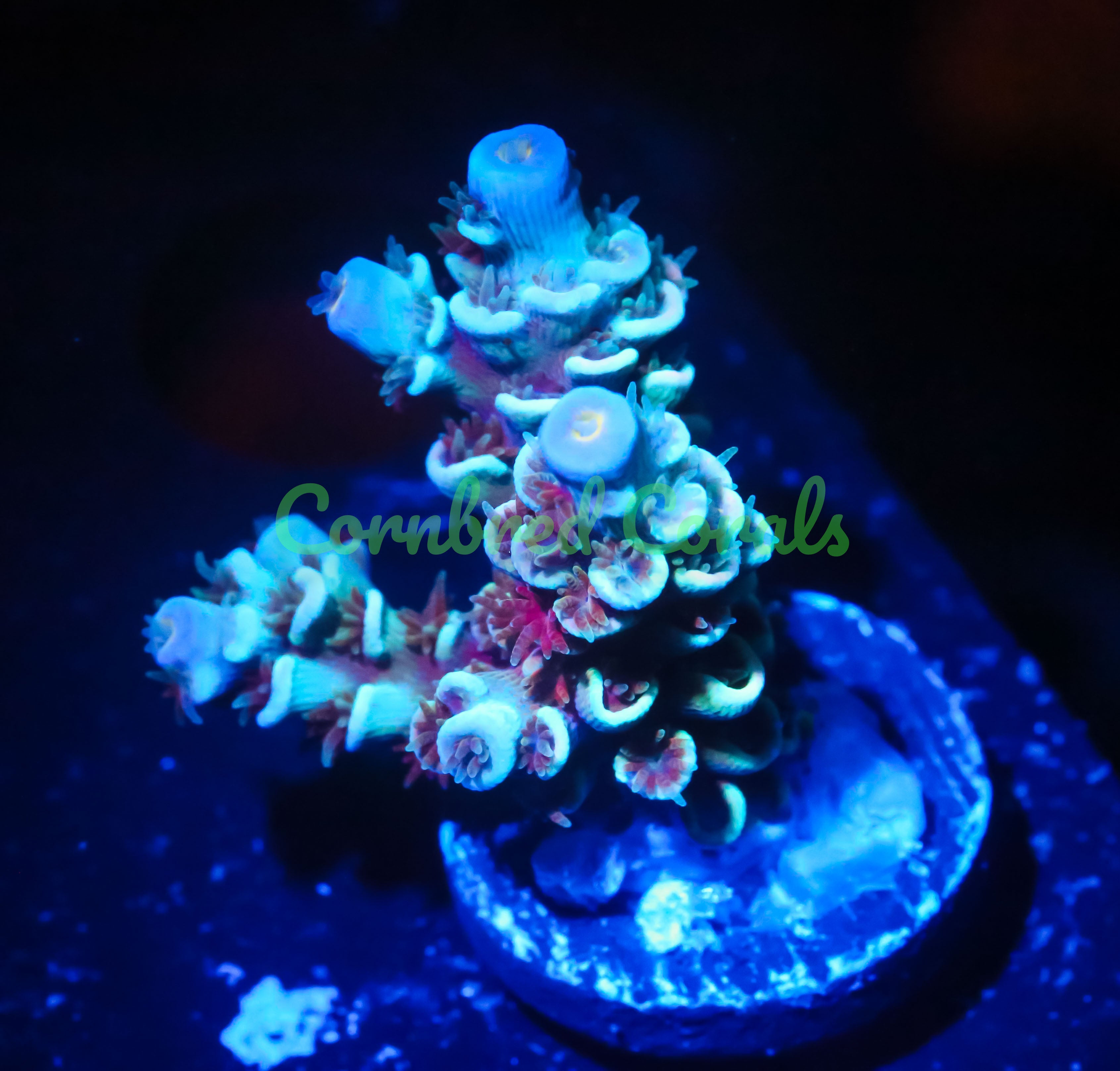 Rare and unique corals for collectors and reef hobbyists – Cornbred Corals
