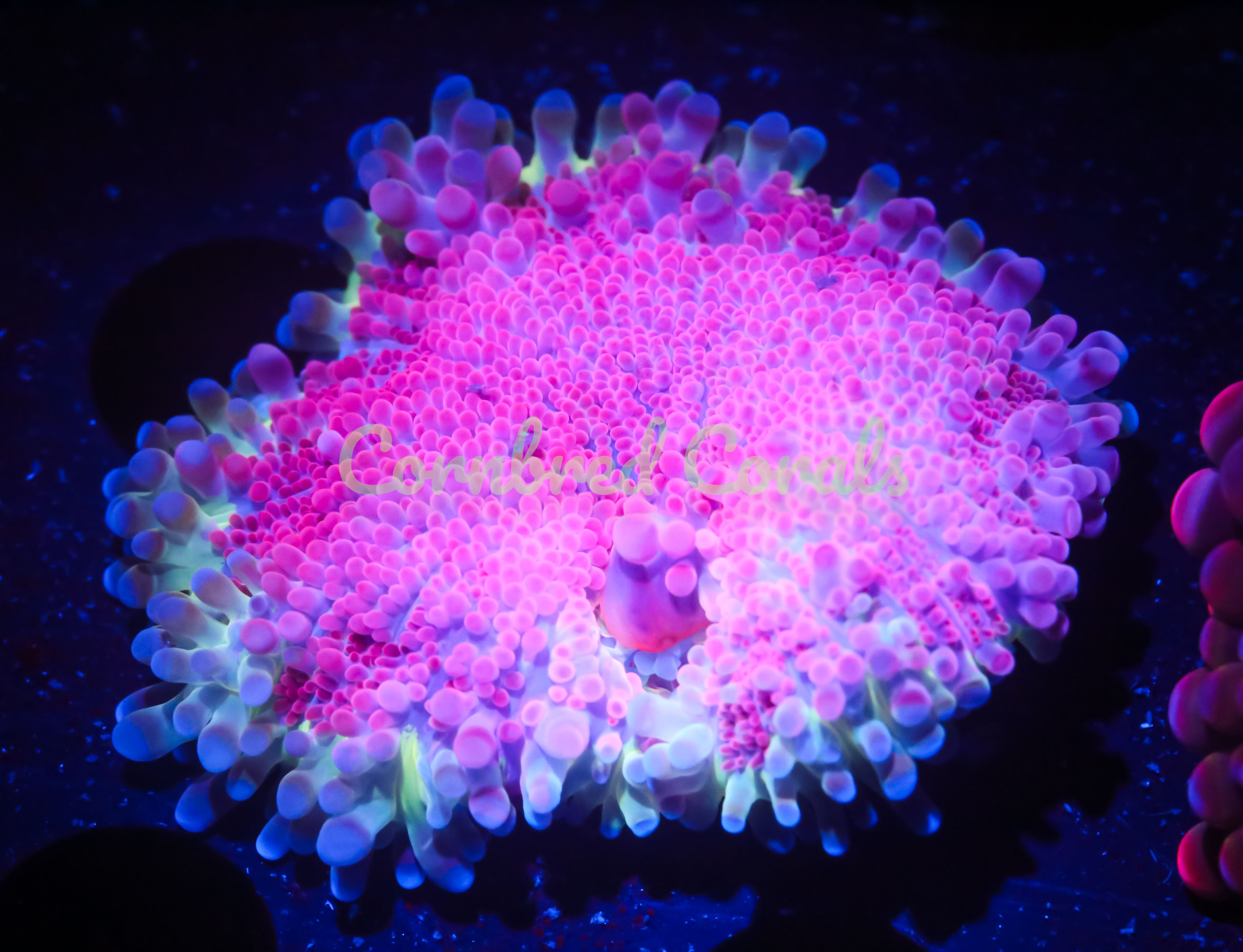 Rare and unique corals for collectors and reef hobbyists – Cornbred Corals