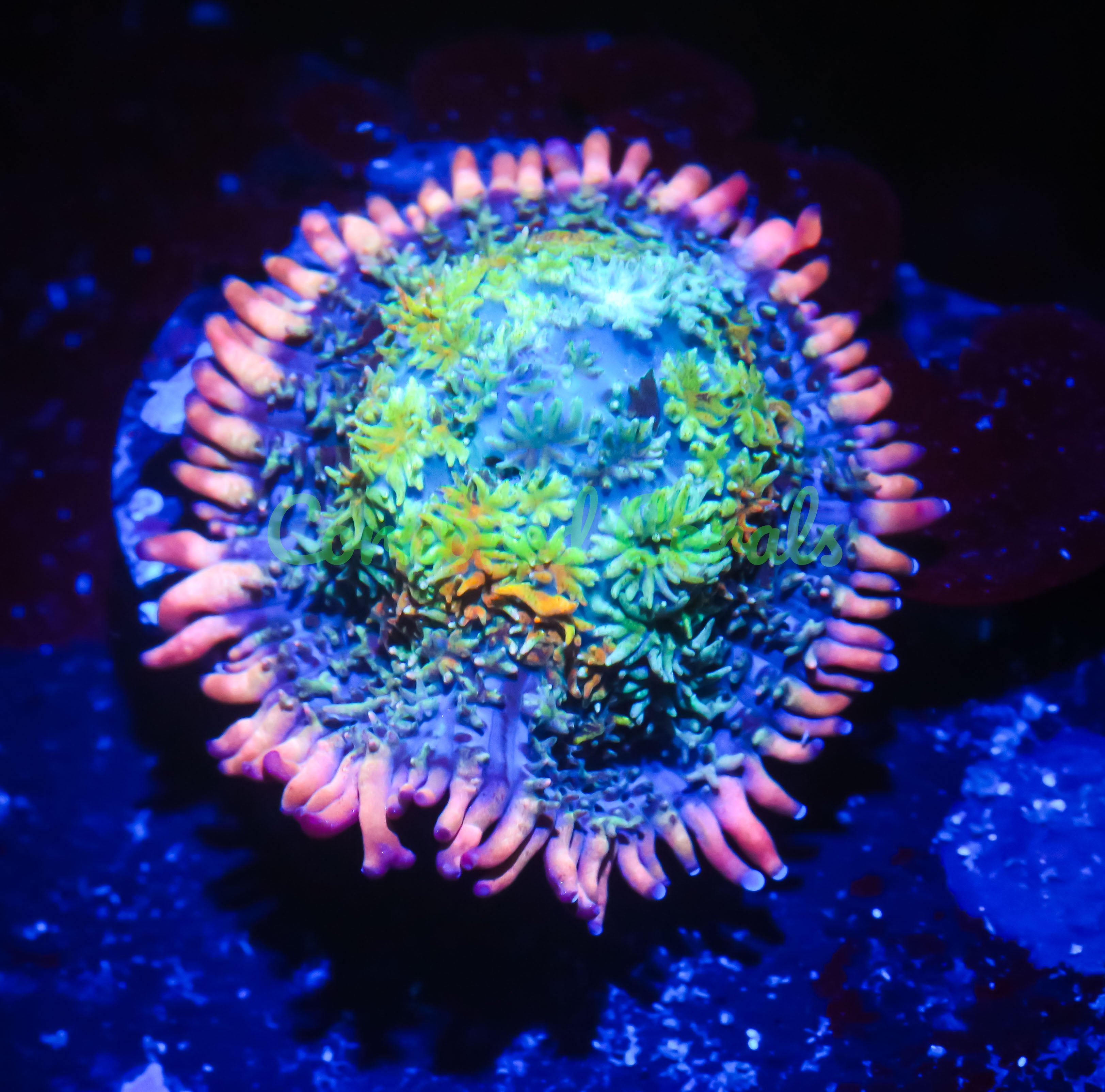 Rare and unique corals for collectors and reef hobbyists – Cornbred Corals