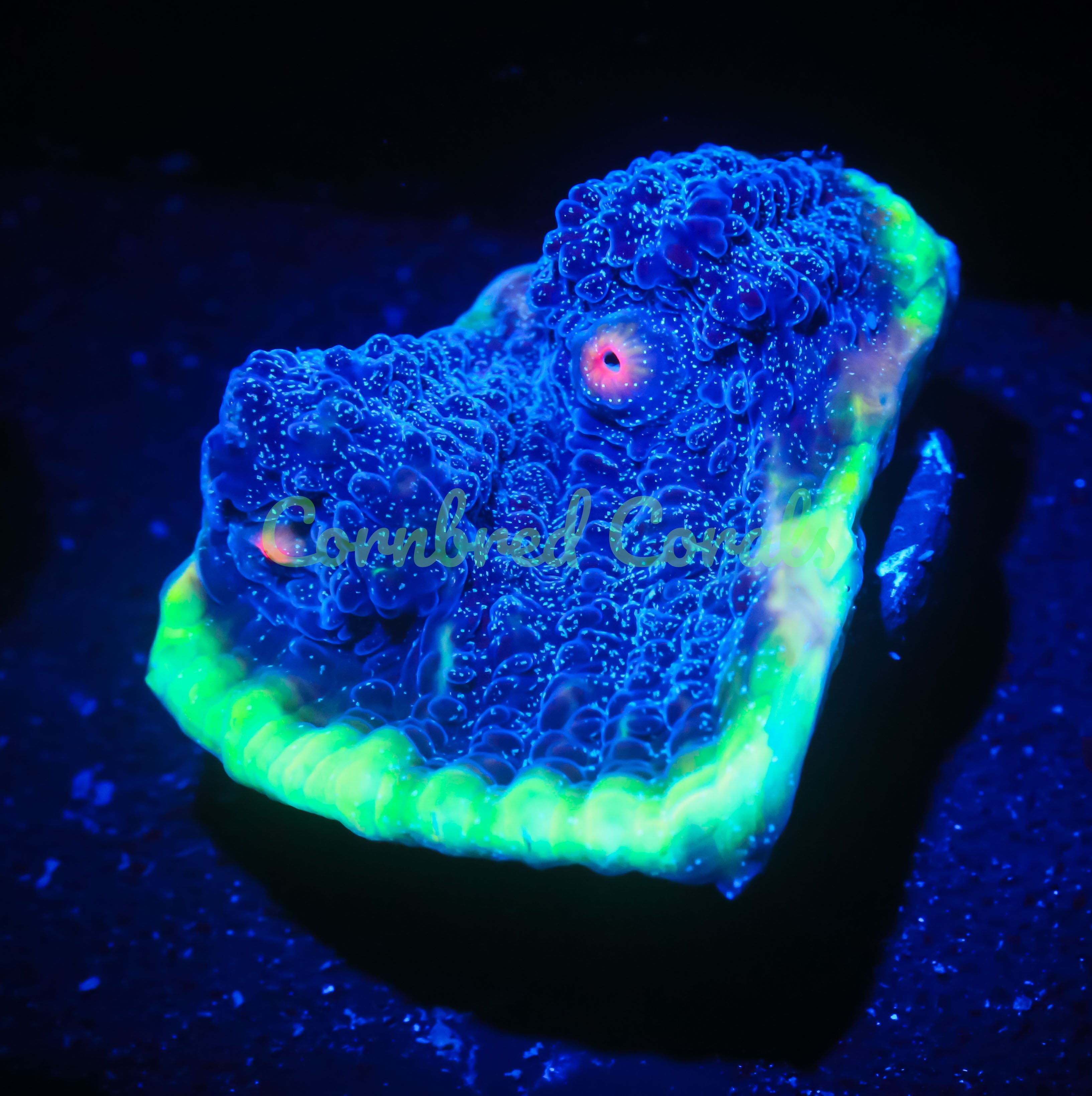 Cornbred's Ecstasy Chalice – Cornbred Corals