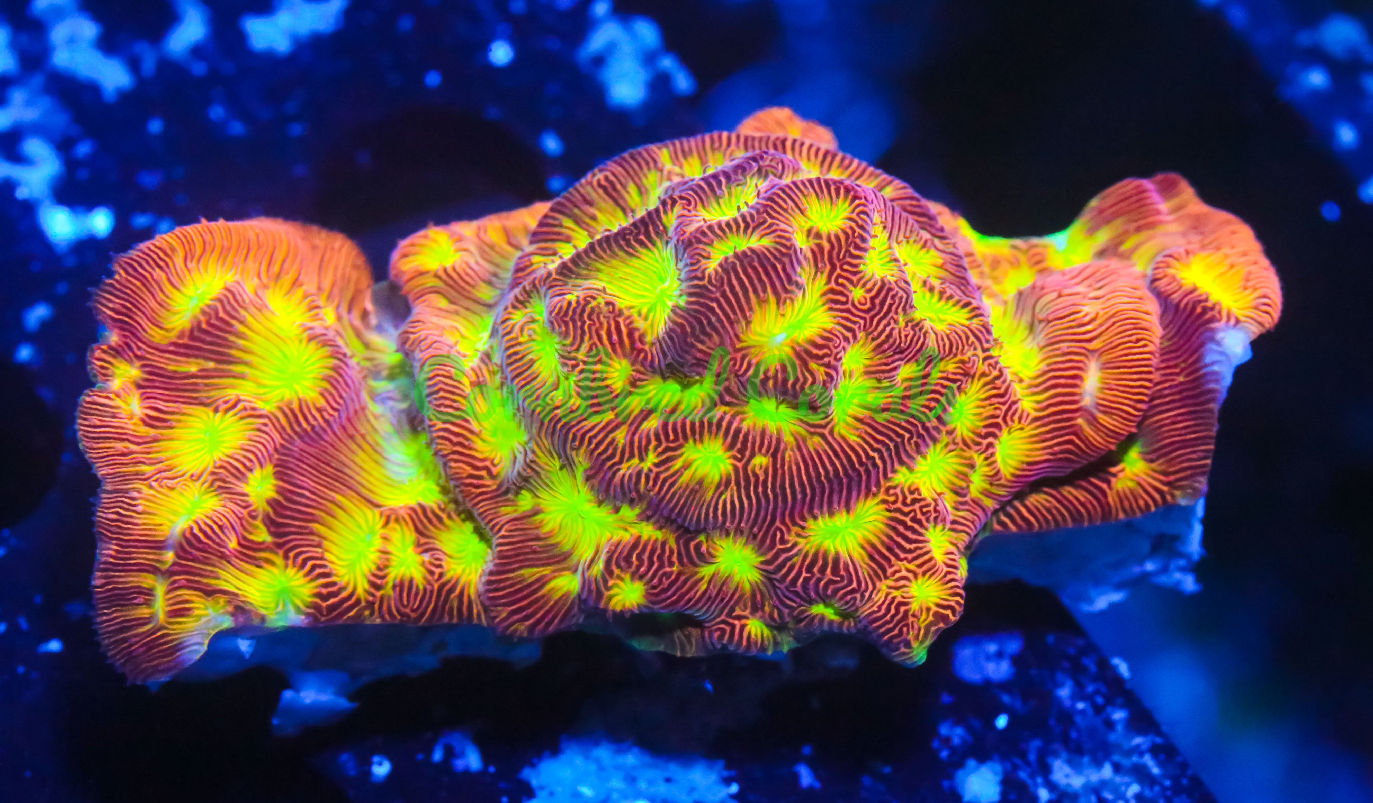 Rare and unique corals for collectors and reef hobbyists – Cornbred Corals