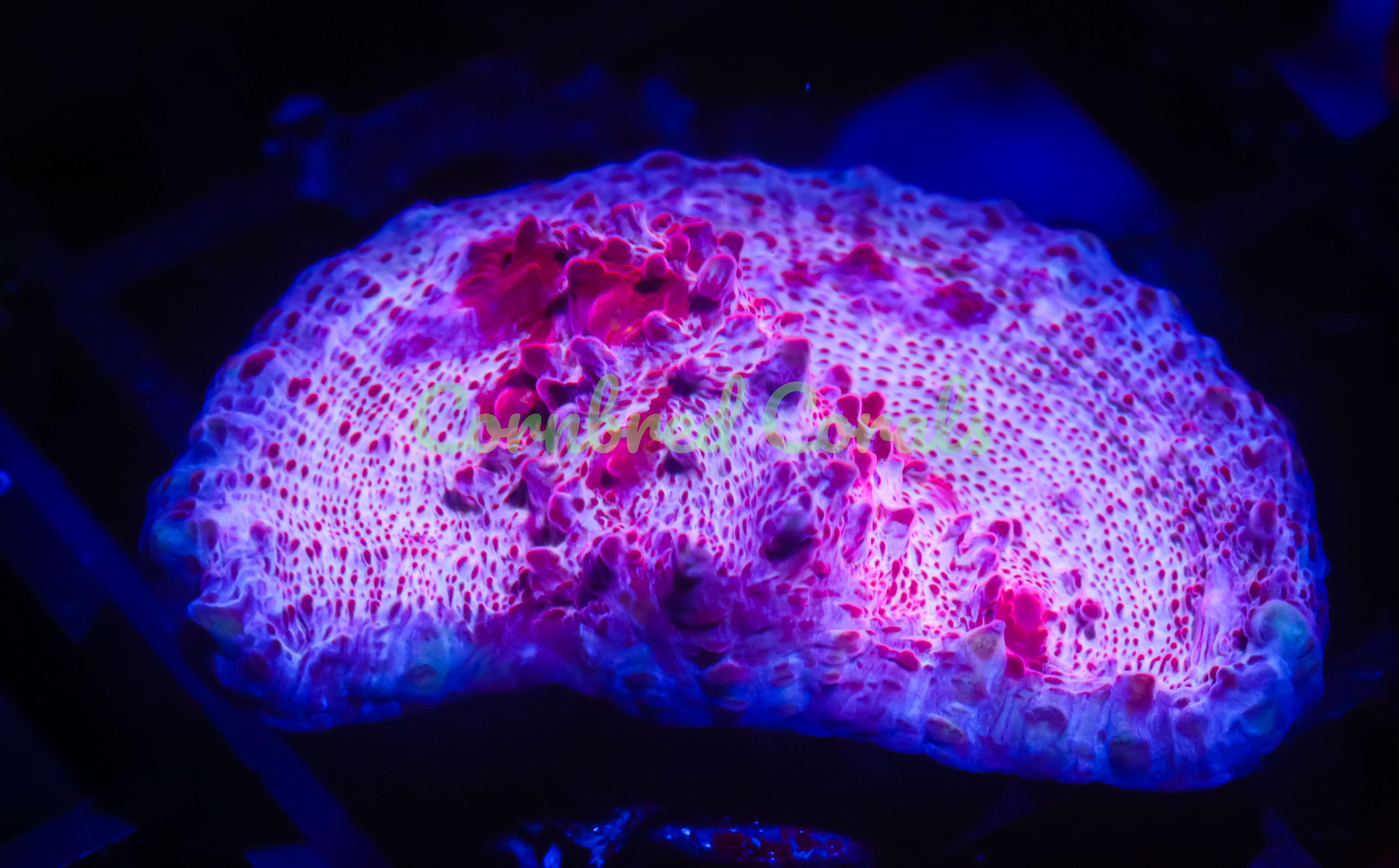 Cornbred's Red Velvet Chalice - WYSIWYG – Cornbred Corals