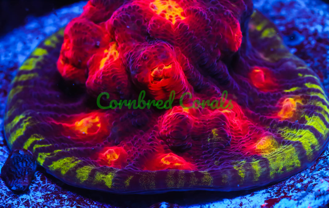 Chalices – Cornbred Corals