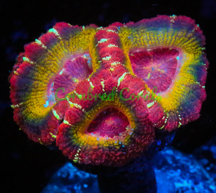 Rare and unique corals for collectors and reef hobbyists – Cornbred Corals