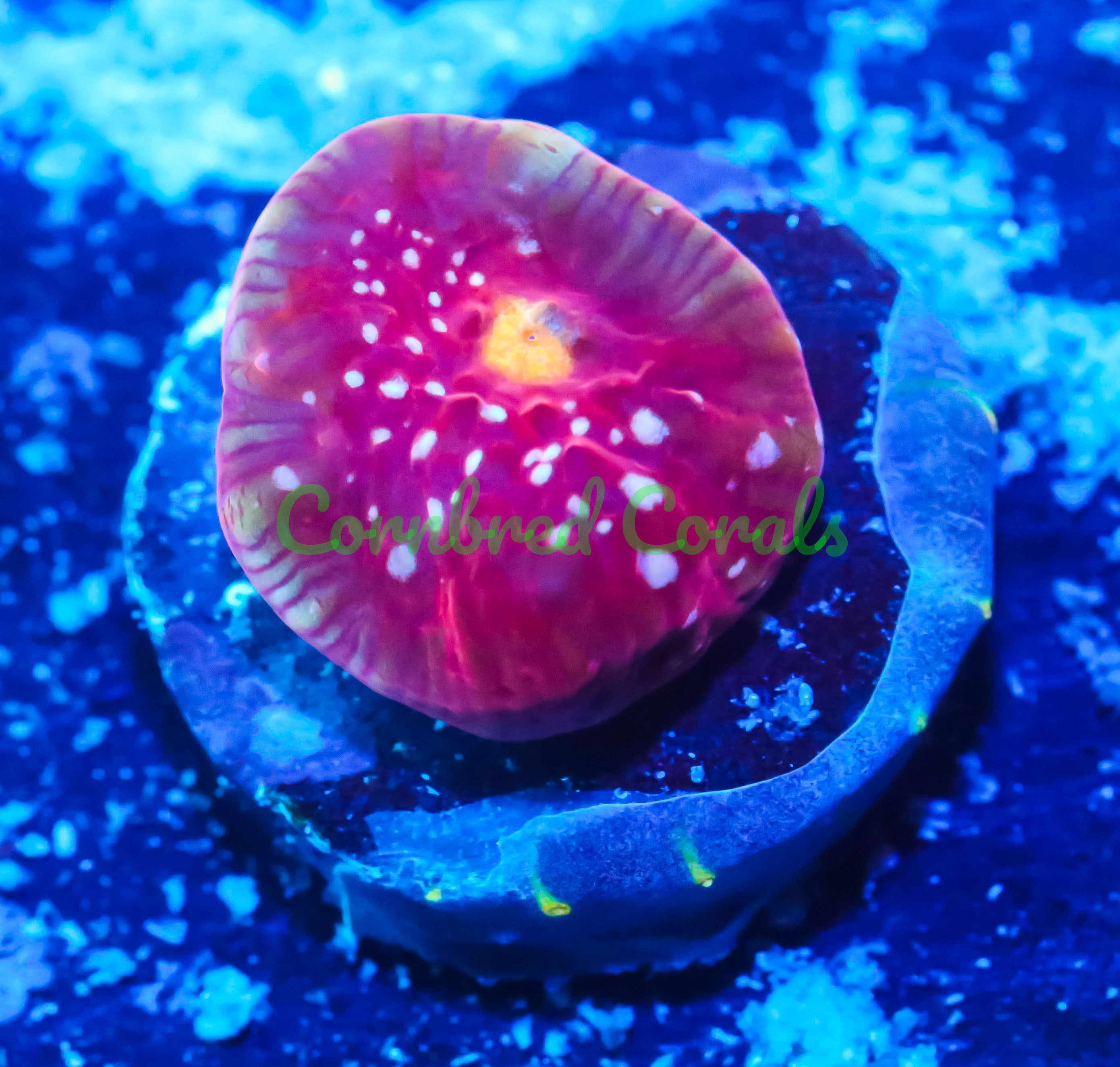 WYSIWYG - What you see is what you get live coral frags. – Page 6 ...