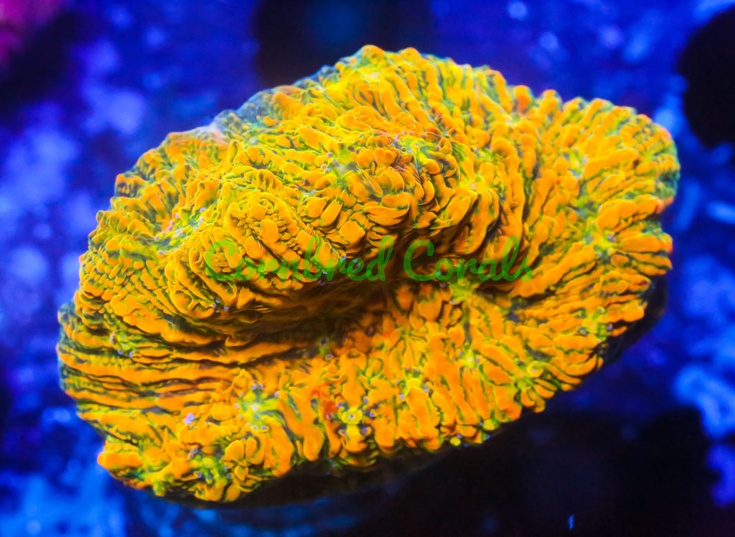 Chalices – Cornbred Corals