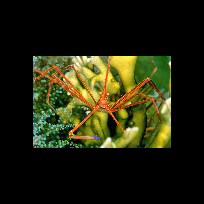 Arrow Crab – Cornbred Corals