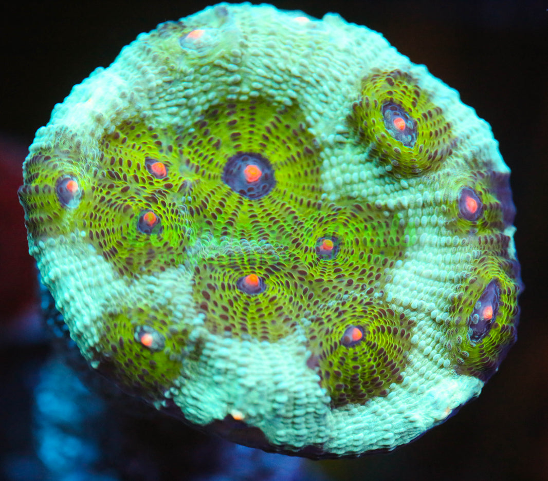 Chalices – Cornbred Corals