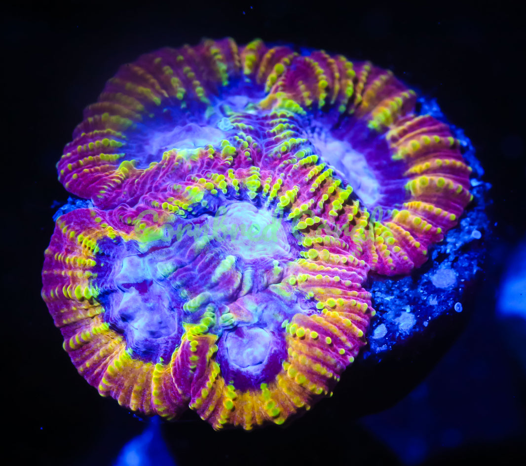 Rare and unique corals for collectors and reef hobbyists – Cornbred Corals