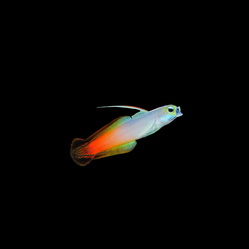 Fire Fish Goby – Cornbred Corals