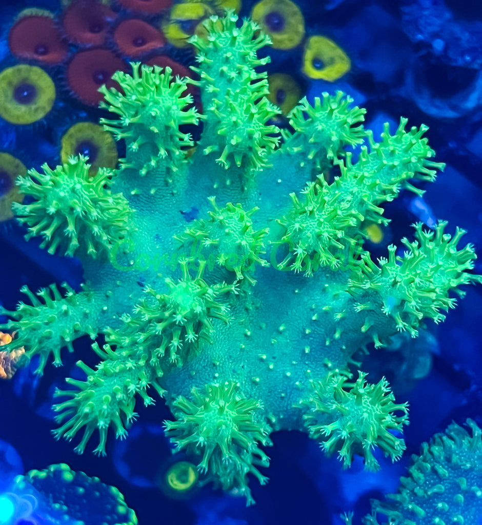 Softies – Cornbred Corals