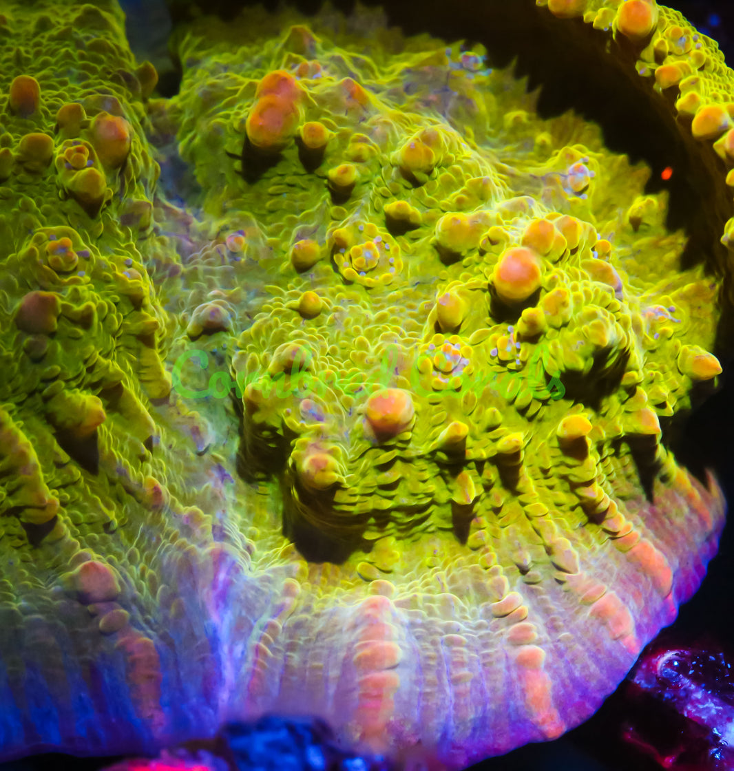 Chalices – Cornbred Corals