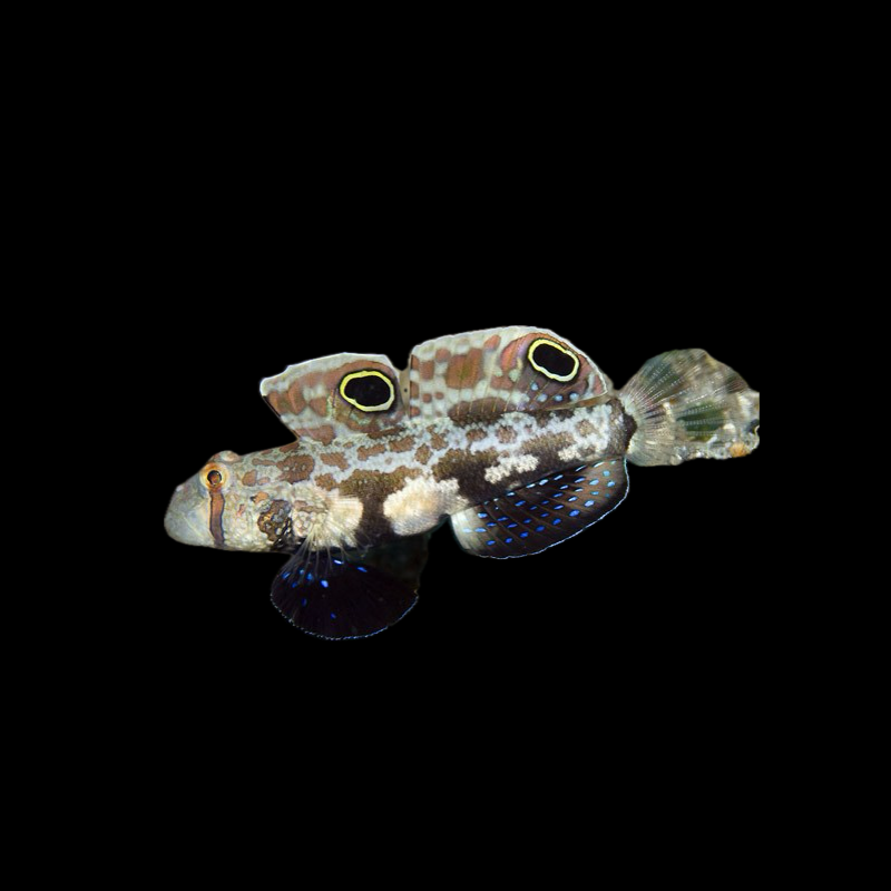 Two Spot Goby – Cornbred Corals