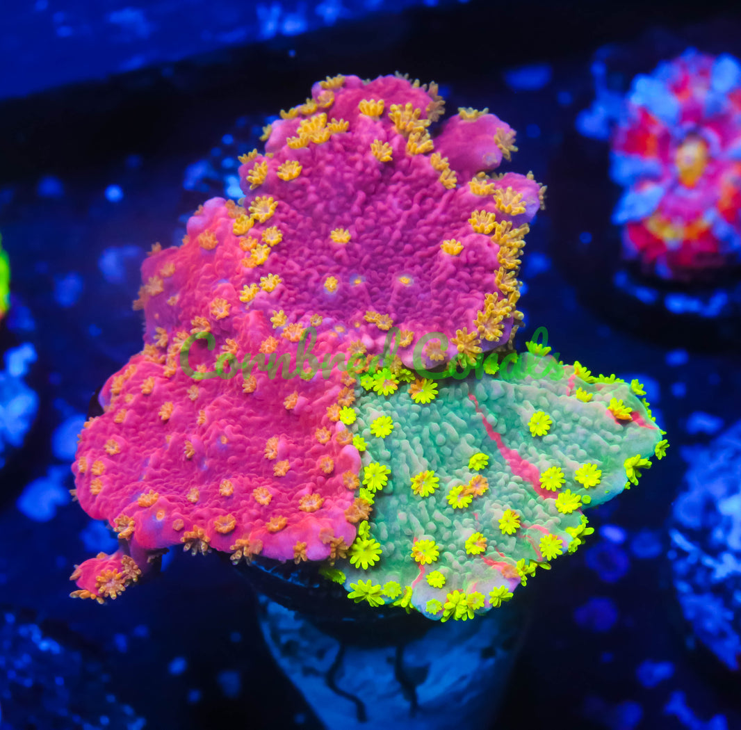 SPS – Page 3 – Cornbred Corals