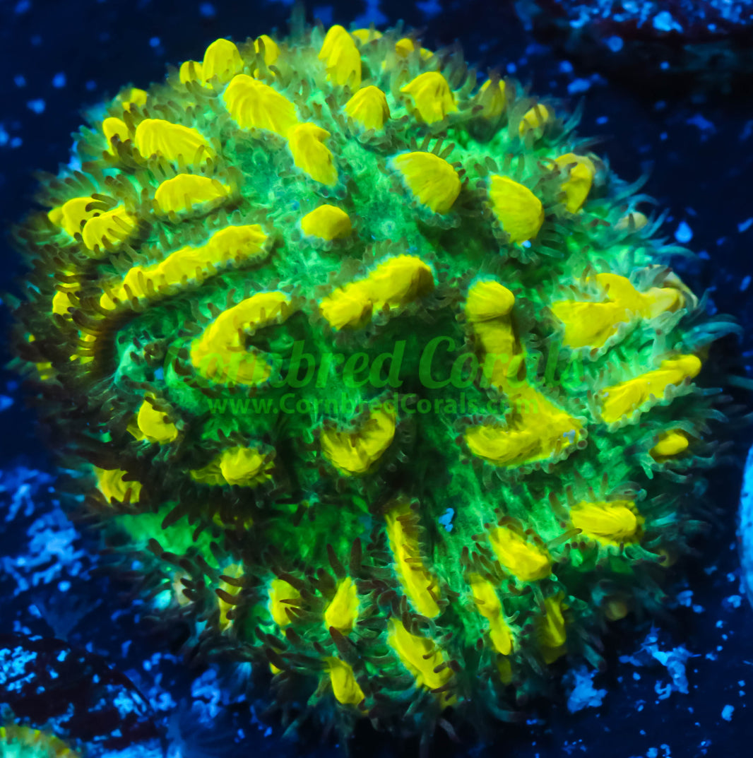 LPS – Cornbred Corals
