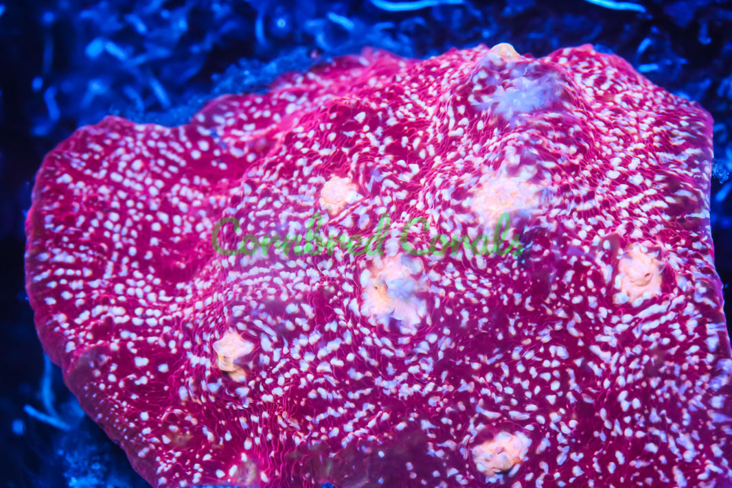 Chalices – Cornbred Corals