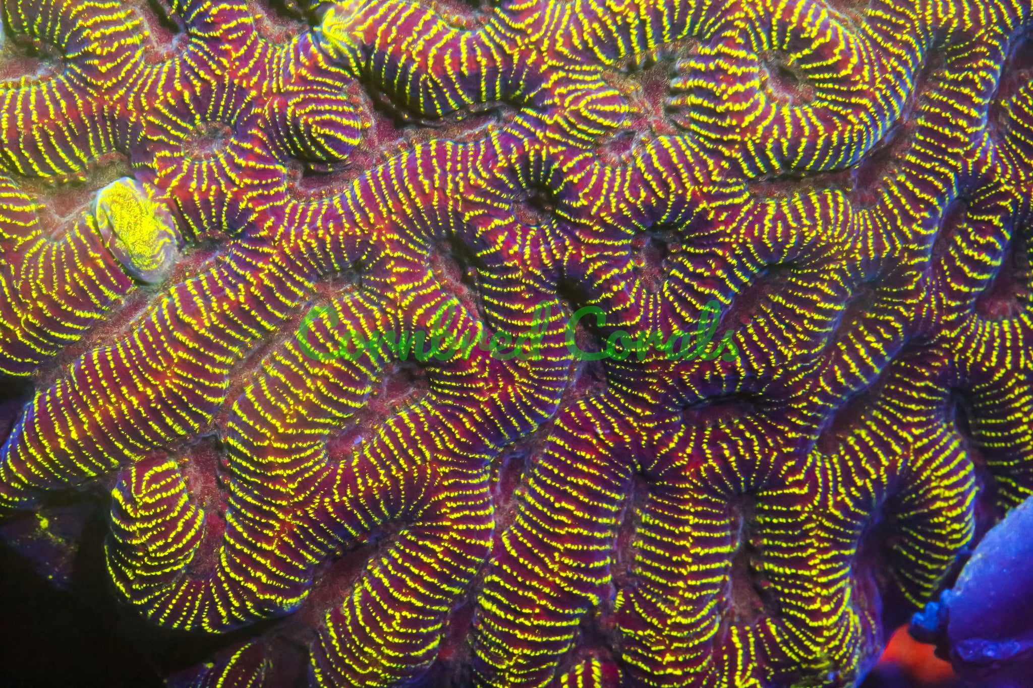 Cornbred's Mayan Sun Maze Brain – Cornbred Corals