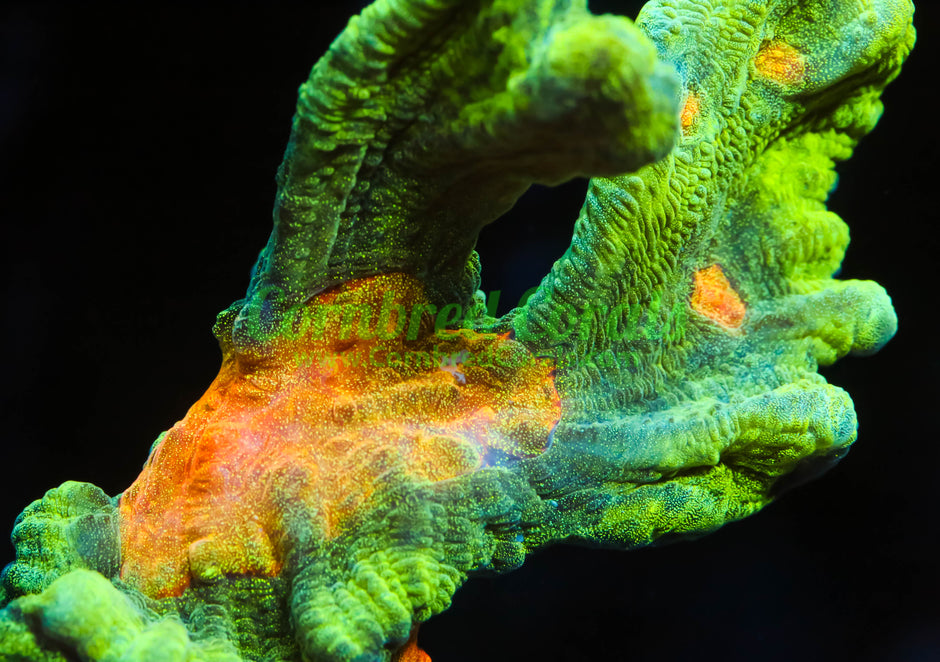 LPS – Page 8 – Cornbred Corals